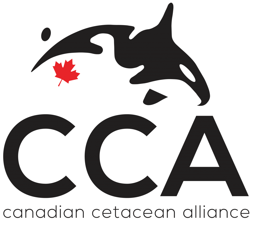 How Smart Are Dolphins? – CCA